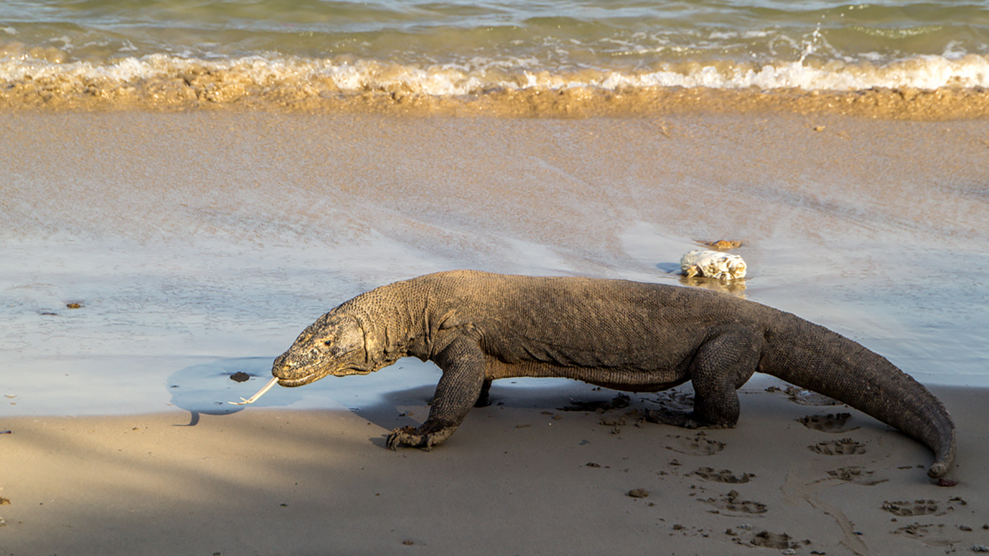 Cel cu Părul Lung, Cea Drăguță și dragonii din Komodo