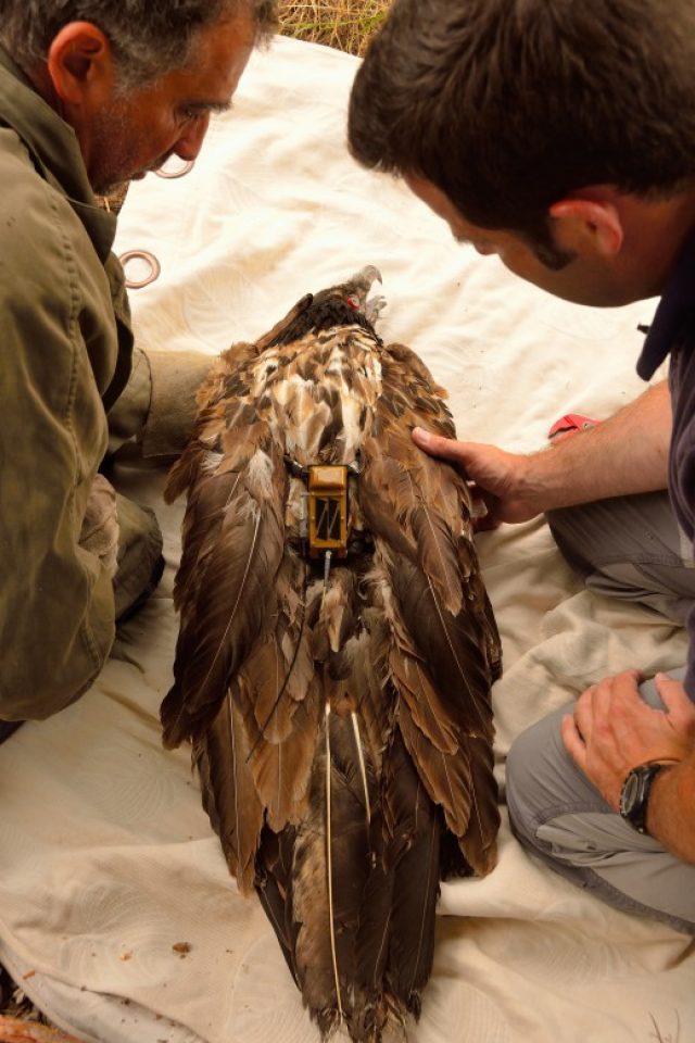 Aventurile imaturului Adonis, probabil cel mai vagabond zăgan din Europa