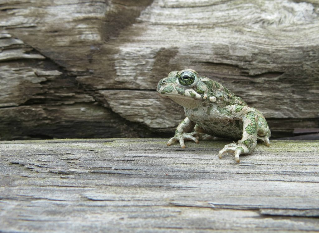 Broasca râioasă pe care prințul a refuzat s-o sărute