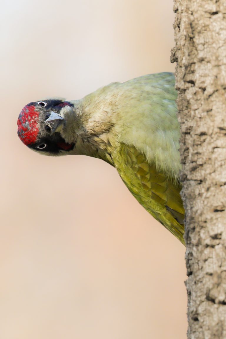 Ghionoaia verde, cioc-cioc la intrarea în metrou