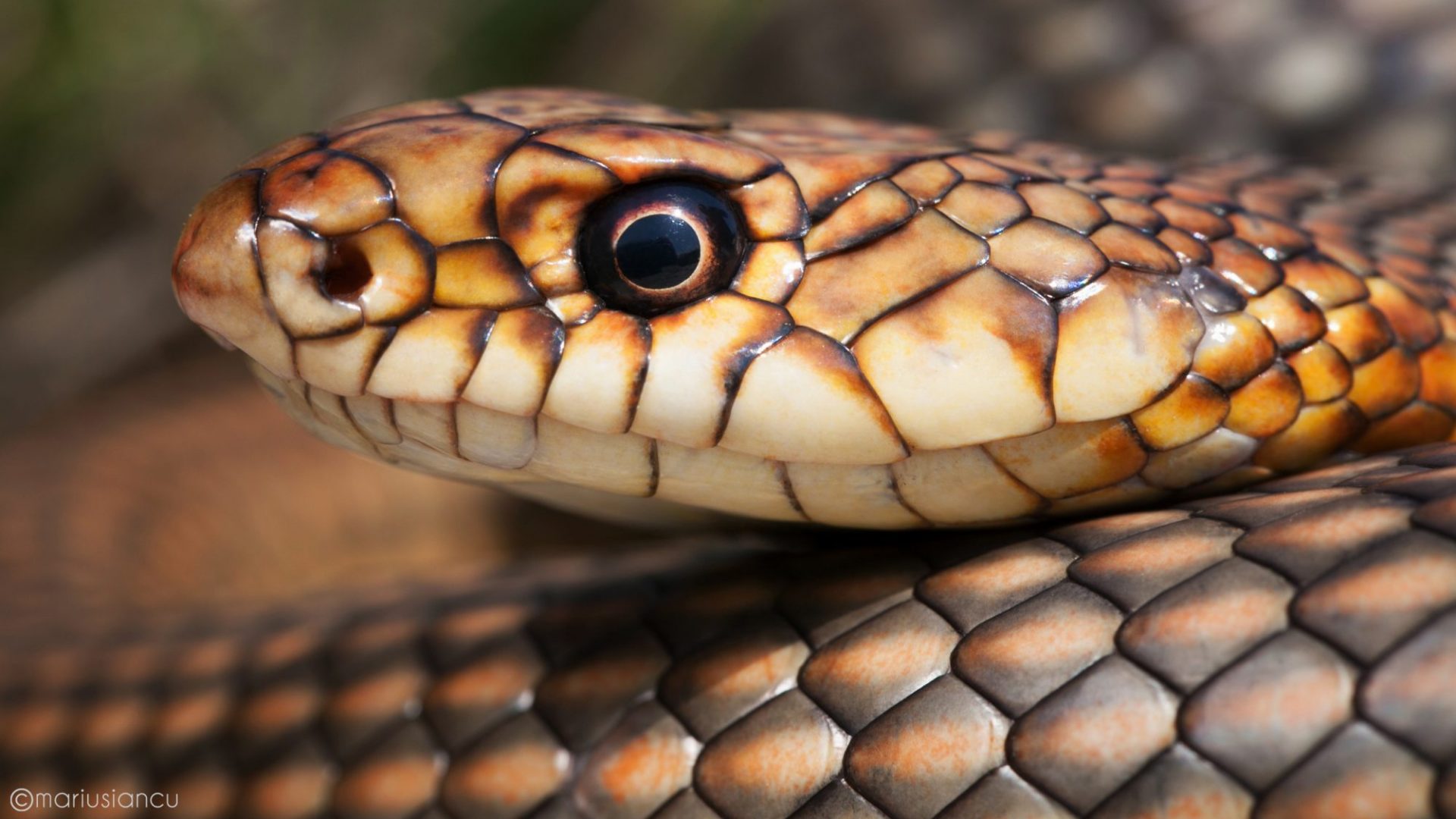 Șarpele rău, furios și iute