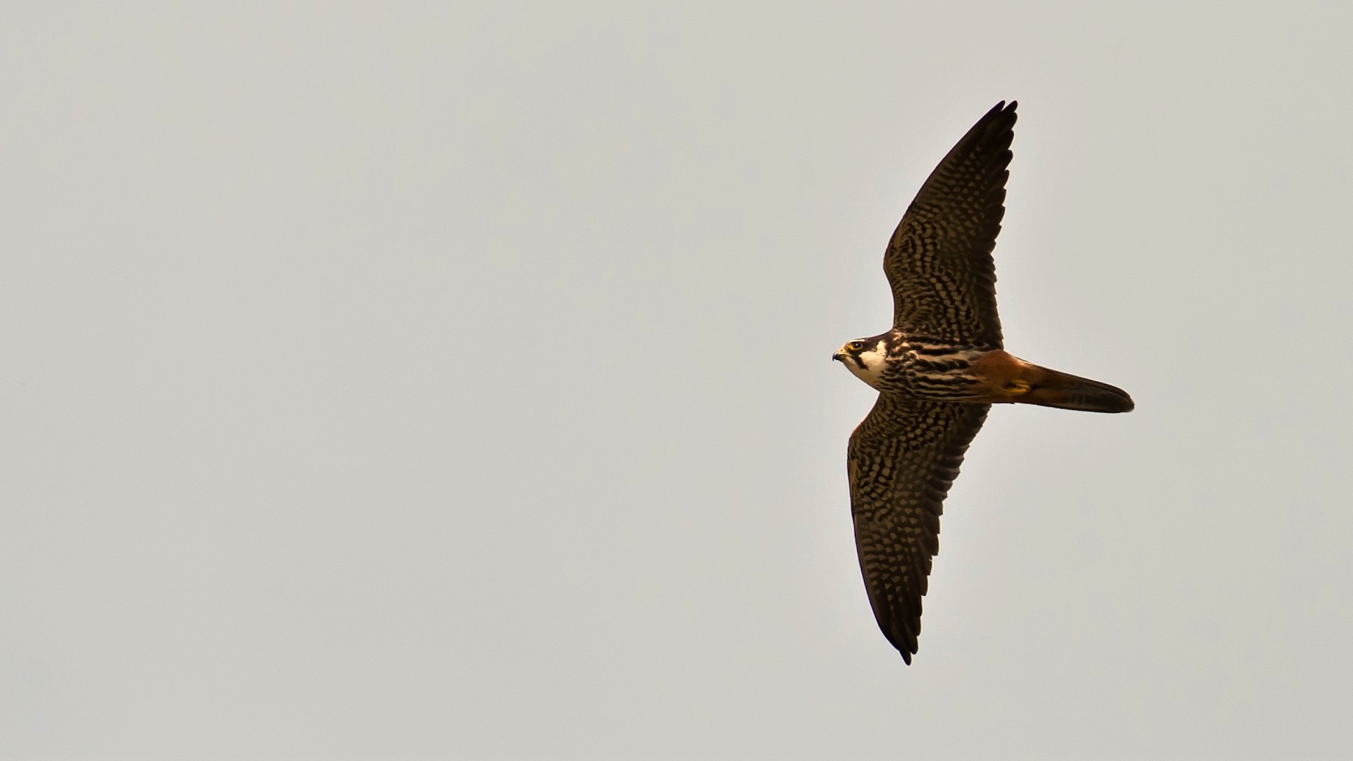 Șoimul rămas singur pe o antenă