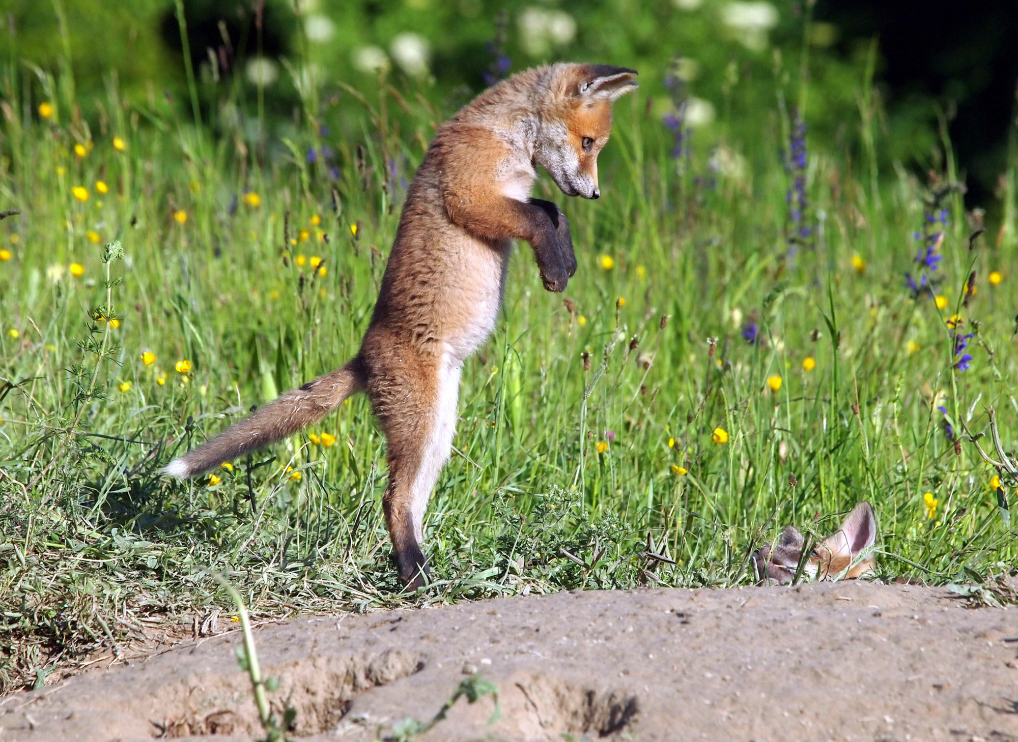 Septimiu Bizo, fotograf de wildlife: "Locuri pe care le știam de zeci ...