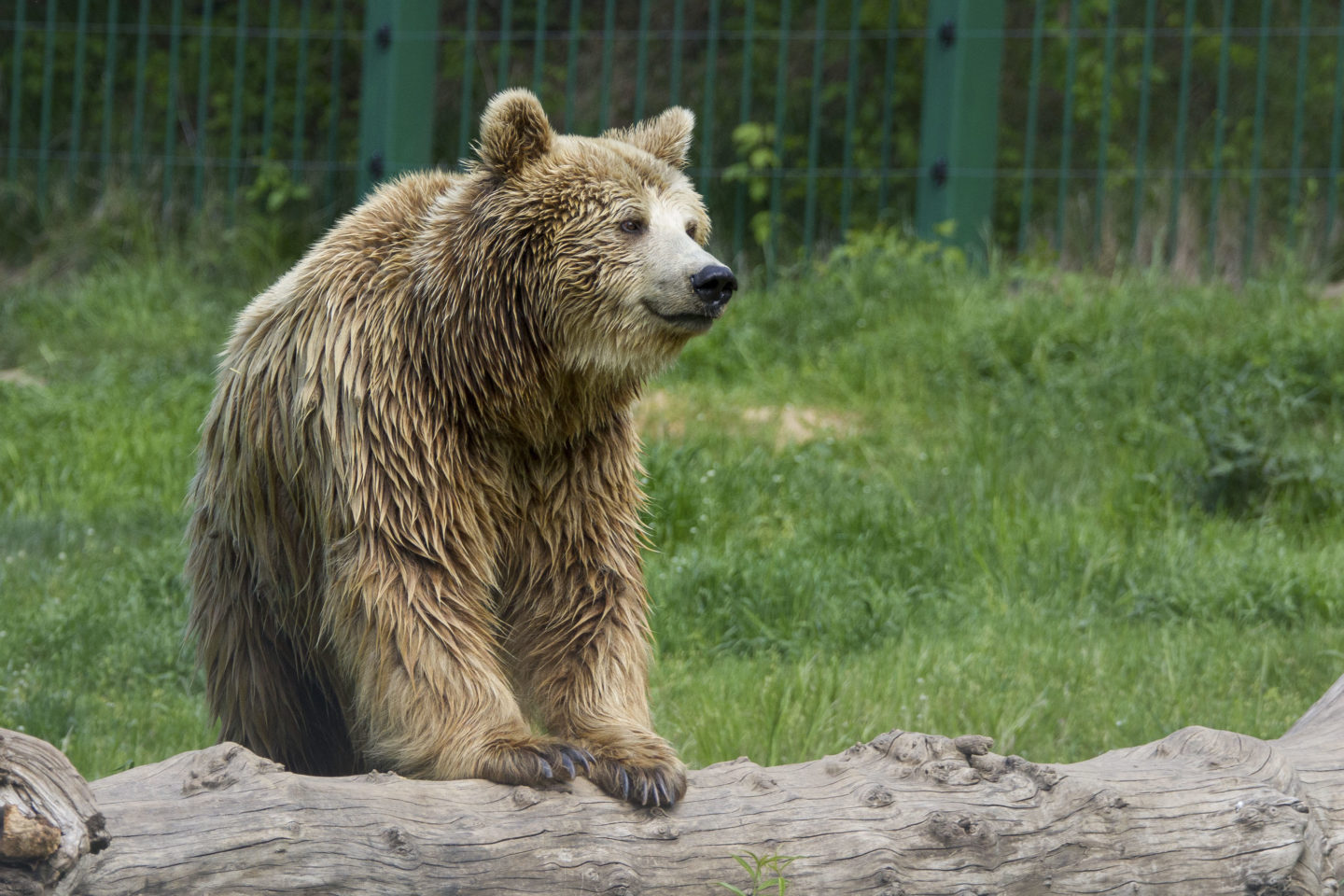 România, țara în care ministrul Mediului urăște urșii. Cum pregătesc ...