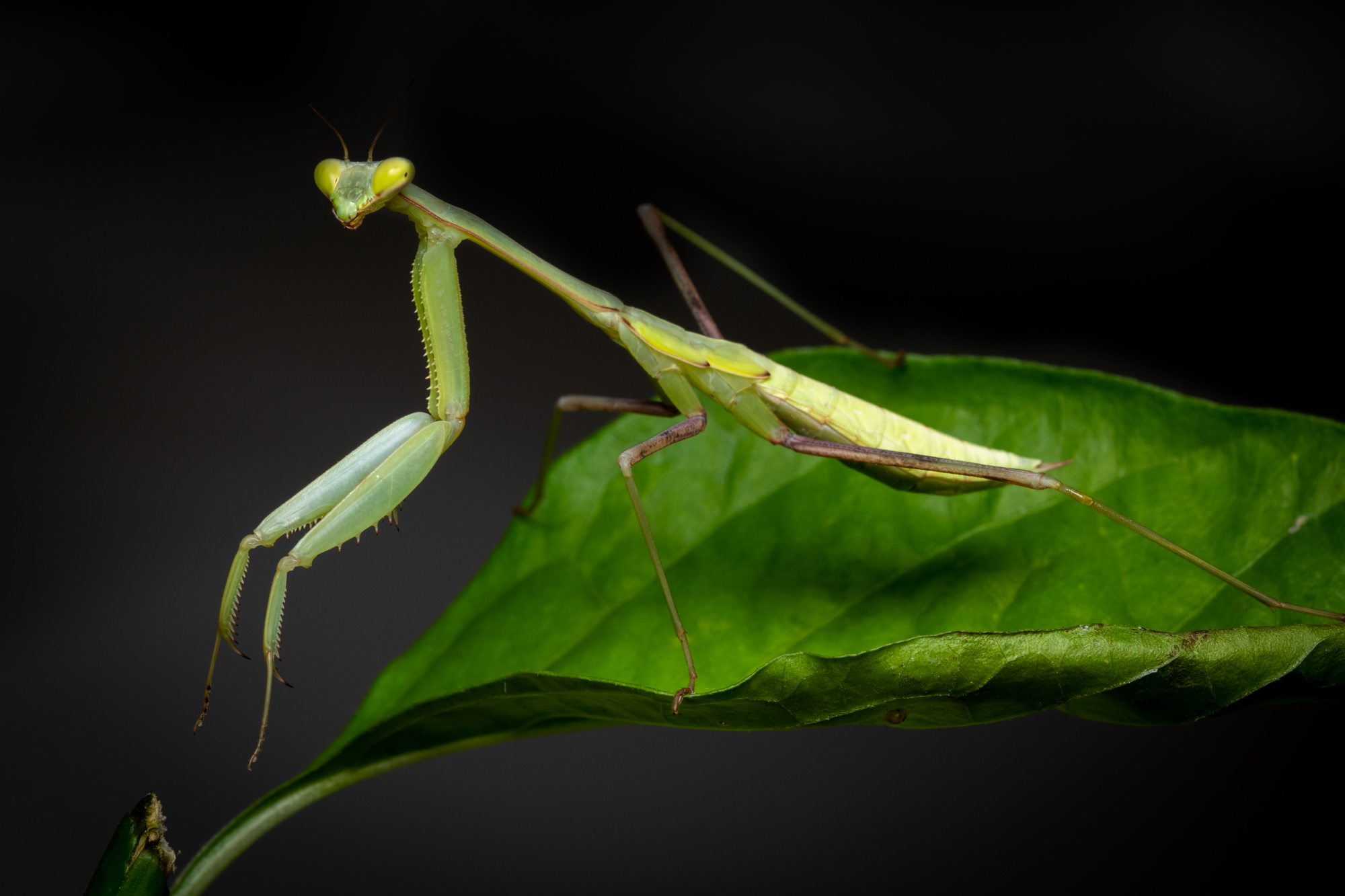 „Macrofotografia m-a absorbit, încet dar sigur, în totalitate”. Cum a ...